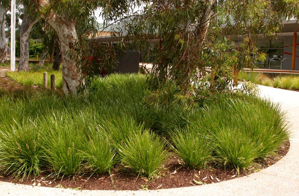 Lomandra Lime tuff – TRARALGON WEST NURSERY