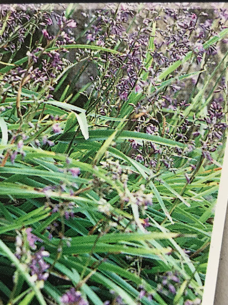 Dianella Caerulea (Paroo Lily) 50mm pot – TRARALGON WEST NURSERY