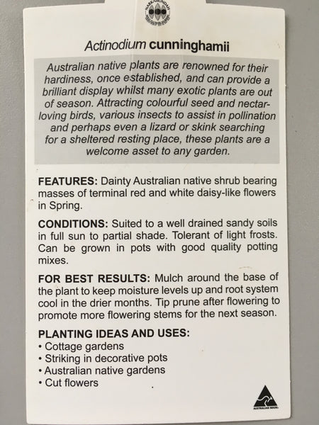 Actinodium cunninghamii – TRARALGON WEST NURSERY