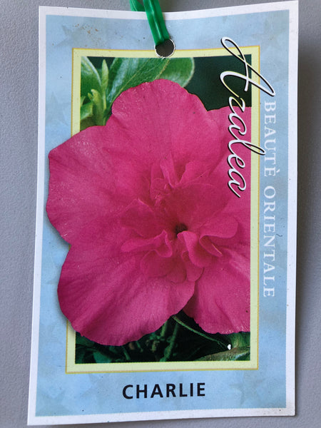 Azalea Charlie 125mm – TRARALGON WEST NURSERY