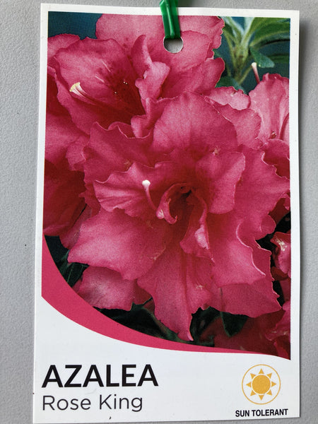 Azalea Rose King 125mm – TRARALGON WEST NURSERY