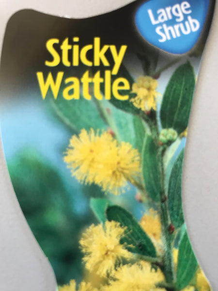 Acacia Howitti (Sticky Wattle) 50mm pot – TRARALGON WEST NURSERY