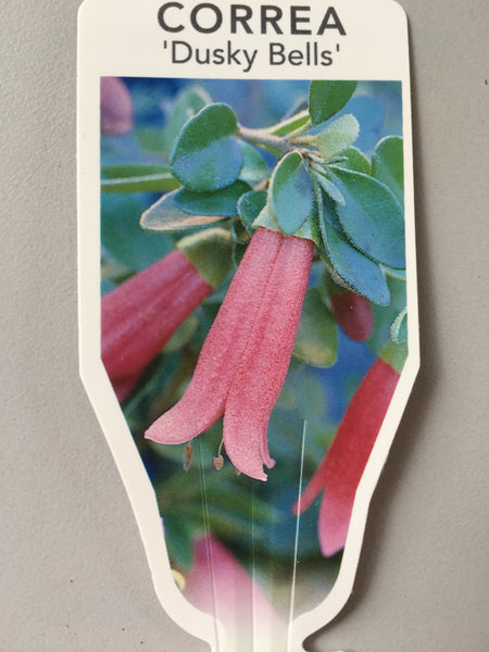 Correa 'Dusky Bells' – TRARALGON WEST NURSERY