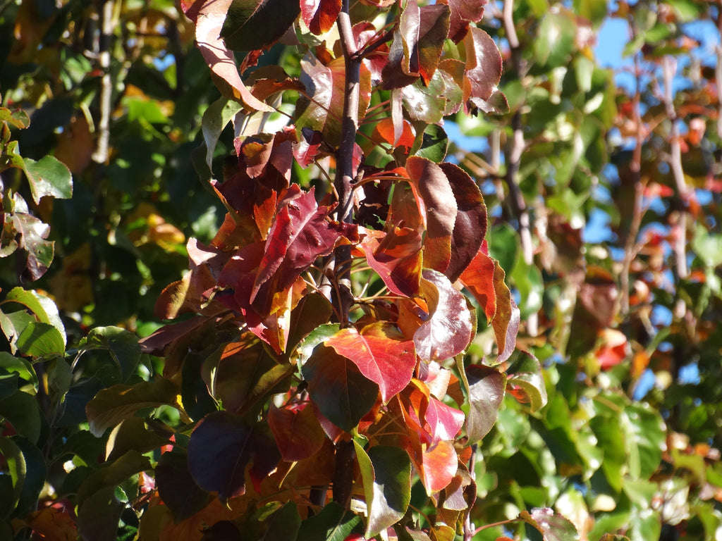 Pyrus Capital Pear – TRARALGON WEST NURSERY