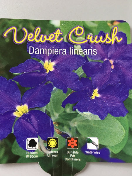 Dampiera linearis Velvet Crush – TRARALGON WEST NURSERY