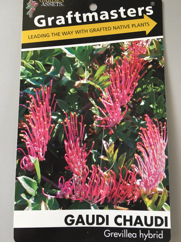 Grevillea hybrid GAUDI CHAUDI Standard – TRARALGON WEST NURSERY