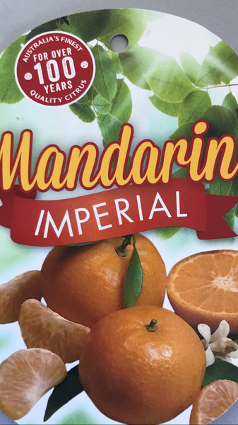 Mandarin Imperial 200mm – TRARALGON WEST NURSERY
