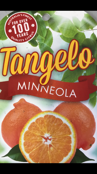 Tangelo Minneola 200mm – TRARALGON WEST NURSERY