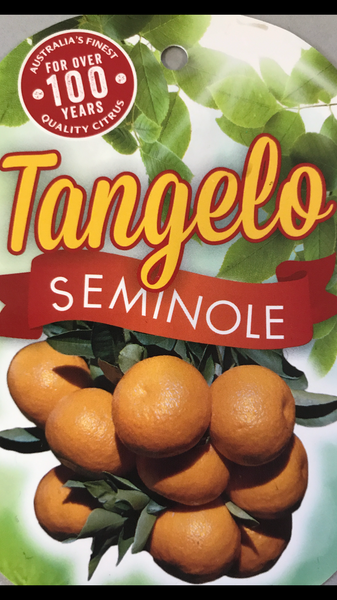 Tangelo Seminole 200mm – TRARALGON WEST NURSERY