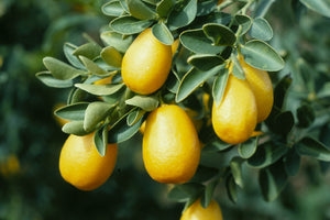 Native Lime - Sunrise 200mm – TRARALGON WEST NURSERY
