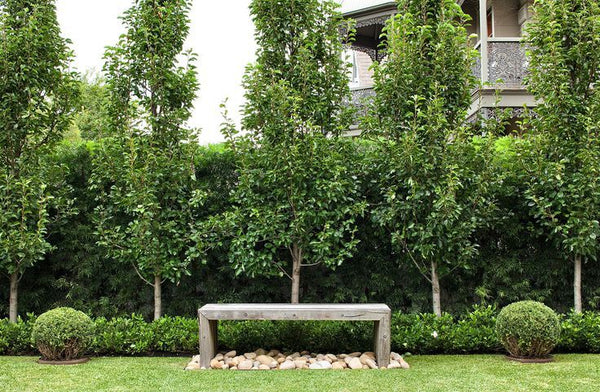 Pyrus Capital Pear – TRARALGON WEST NURSERY