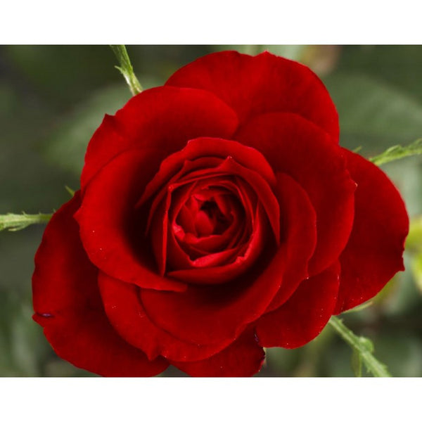 Fragrant Charm Bush Rose 200mm pot – TRARALGON WEST NURSERY