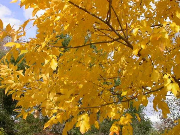 Fraxinus Golden Ash B/R – TRARALGON WEST NURSERY