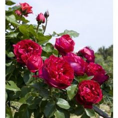Red Pierre de Rosnard NR climbing 200mm – TRARALGON WEST NURSERY