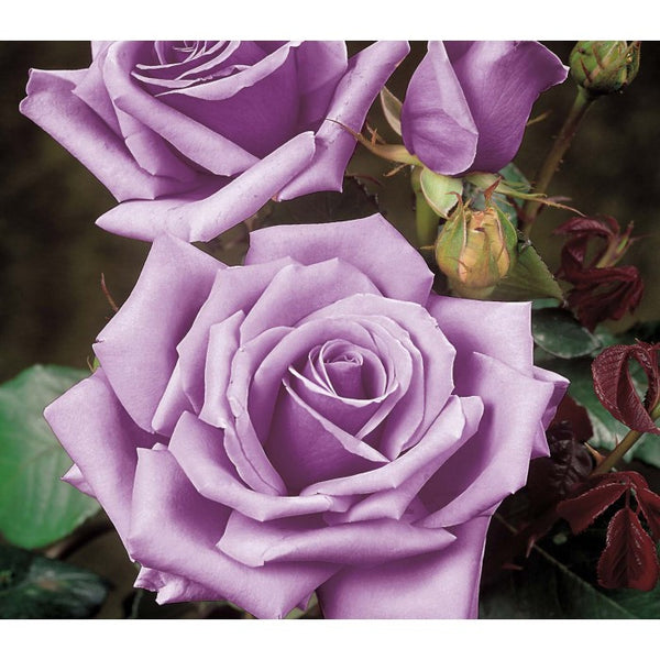 Blue Moon Climbing Rose 200mm – TRARALGON WEST NURSERY